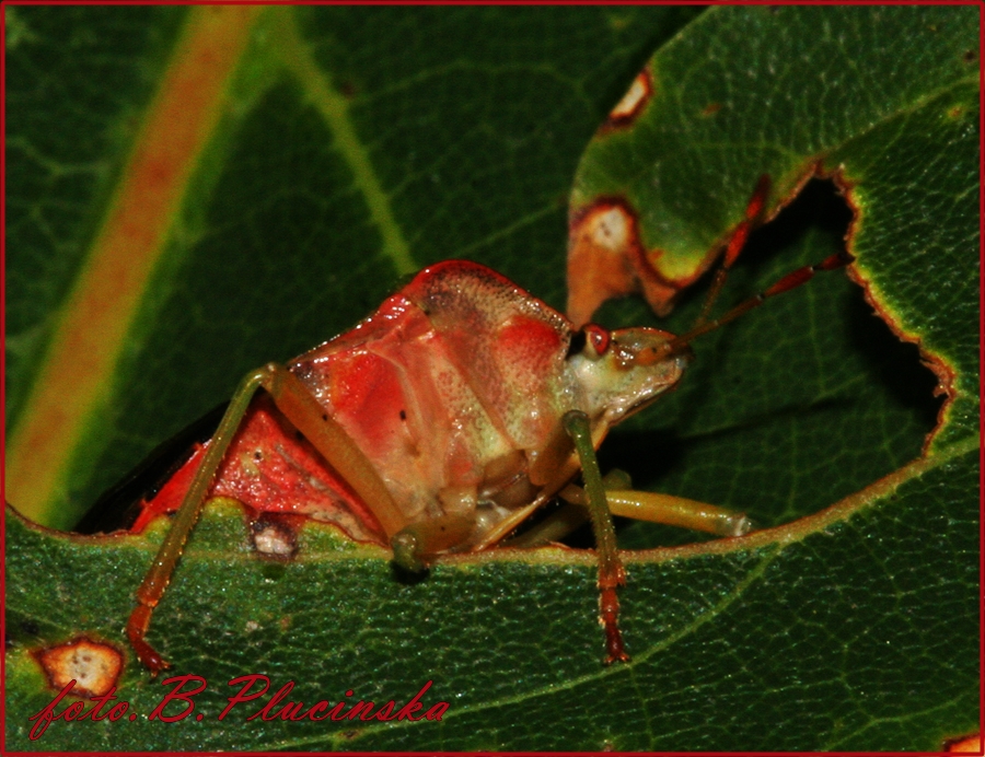 Borelioza - Barbara Plucinska - choroba z LYME: Fluconazol ...