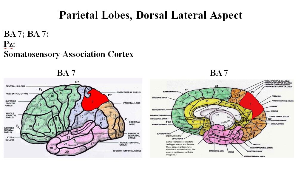 www.brainbalances.de: Parietallappen, Funktion, Lage, Erkrankungen ...