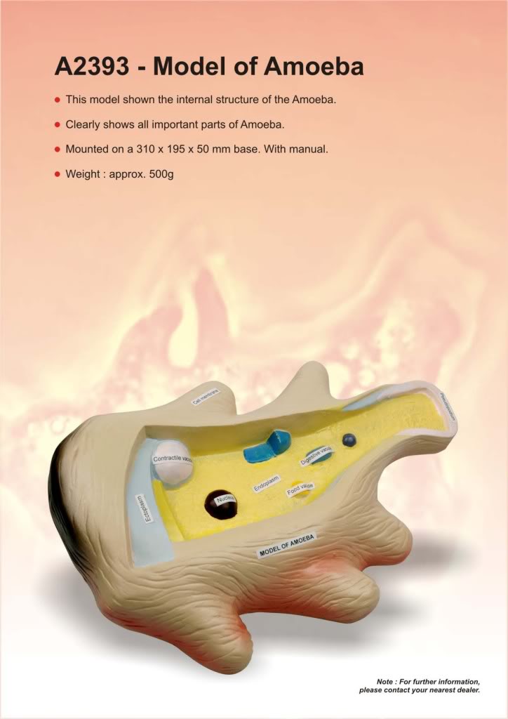 MD SUPPORT MARKETING: A2393 - MODEL OF AMOEBA