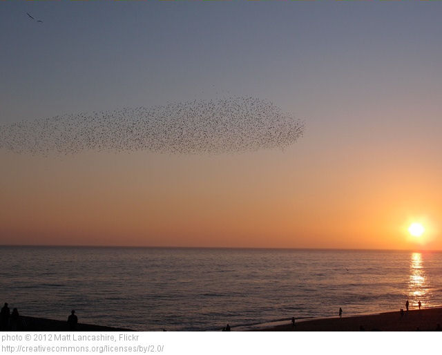 Blue Ridge Foothills & Lakes Virginia Master Naturalists: The Startling ...