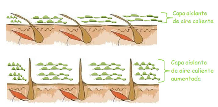 NutrAlud: ¿Sabías por qué …se nos pone la piel de gallina cuanto ...