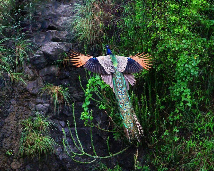 The magnificent Peacock in Flight - ARUNACHALA BIRDS