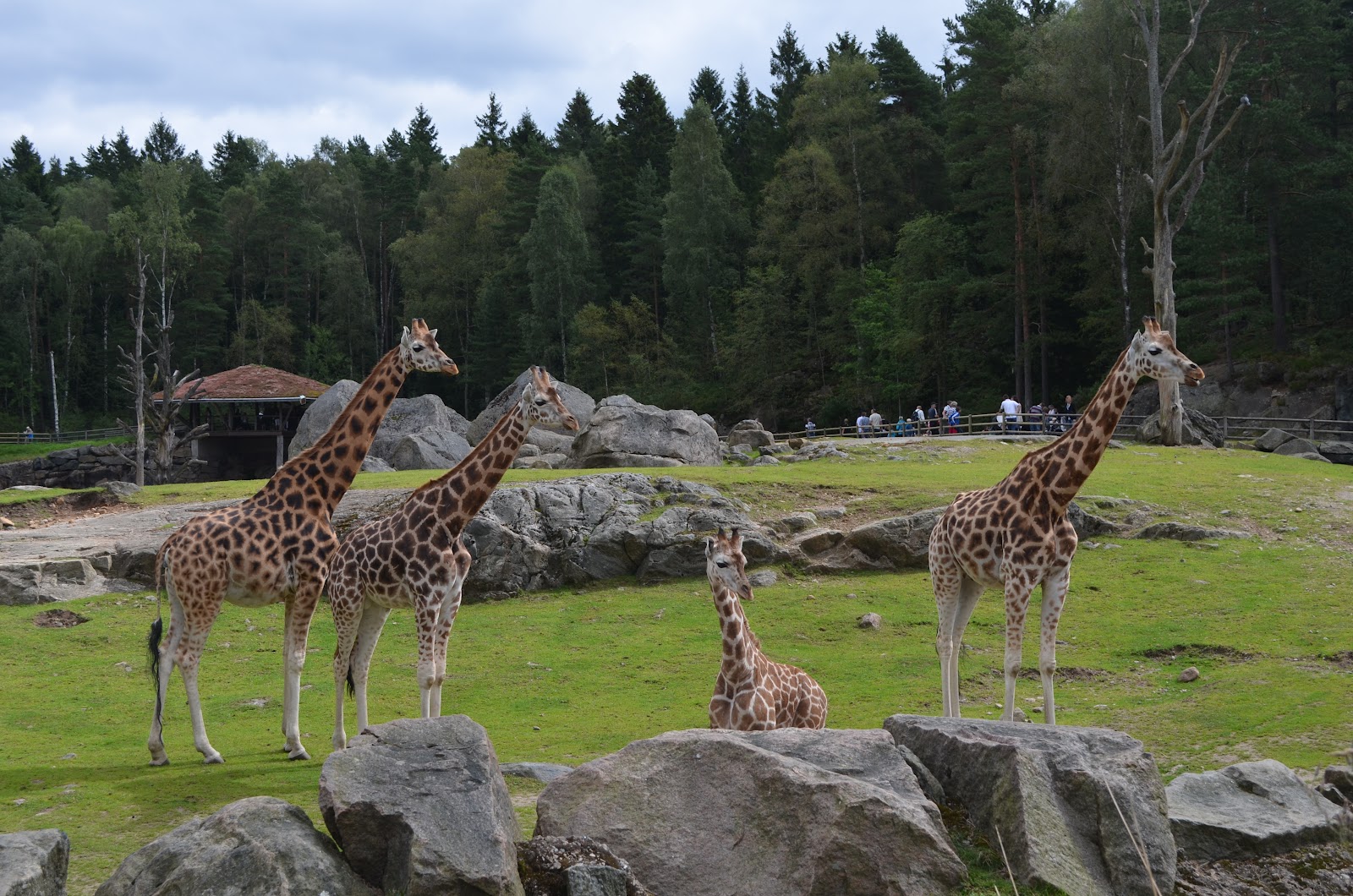 A Summer in Skövde, Sweden: Borås Zoo