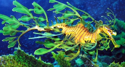 Dragón de mar foliado