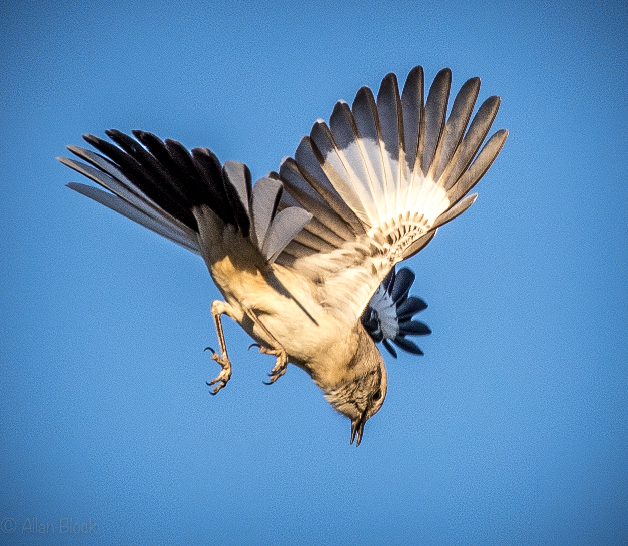 Feather Tailed Stories: Northern Mockingbird