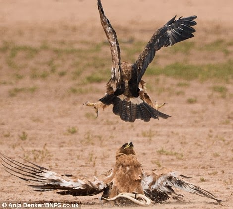 The West Awake: Photos: Eagles V Deadly Snake