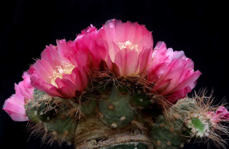 Puna subterranea care and culture | Travaldo's blog