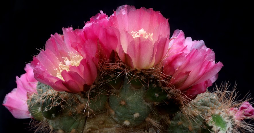 Puna subterranea care and culture | Travaldo's blog