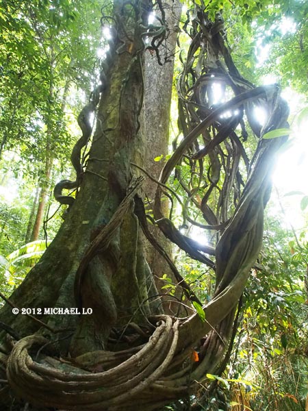 The rainforests of Borneo & Southeast Asia: The land of giant ...