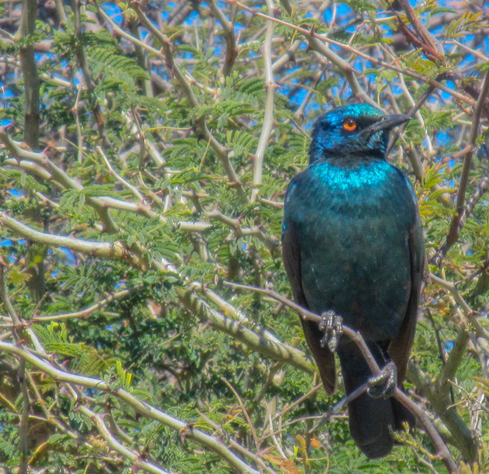 Cannundrums: Cape Glossy Starling