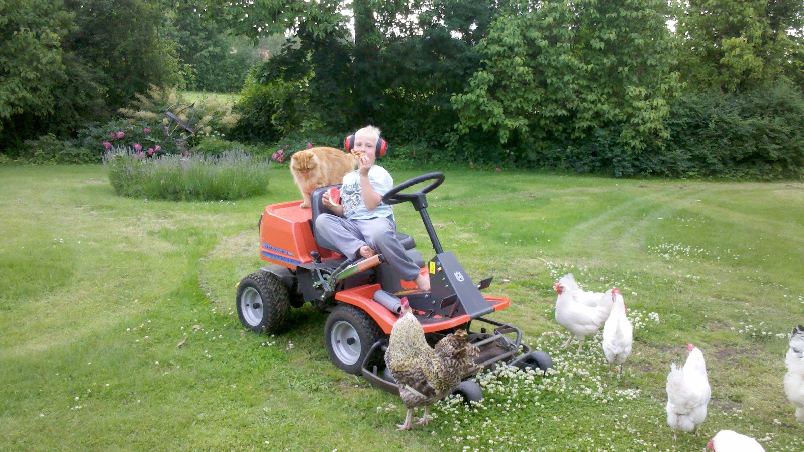 Nytt o Nött: Alla vill vara med lillebror