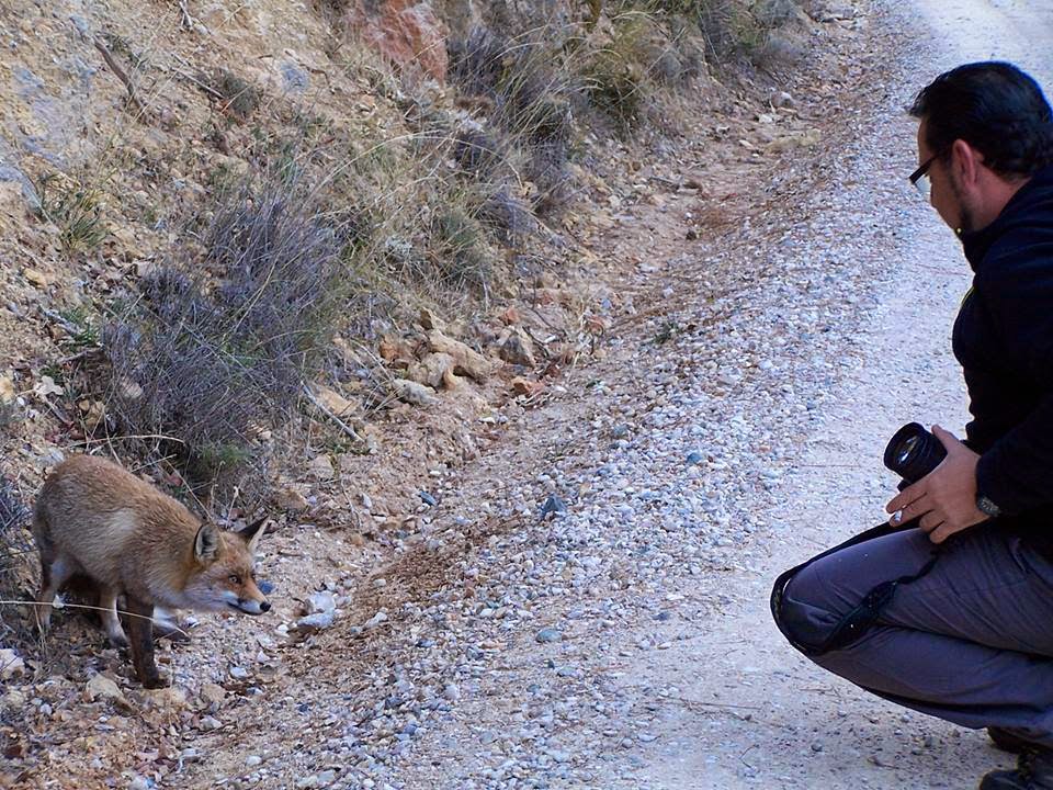 Flora y Fauna de las Sierras de Jaén: ZORRO