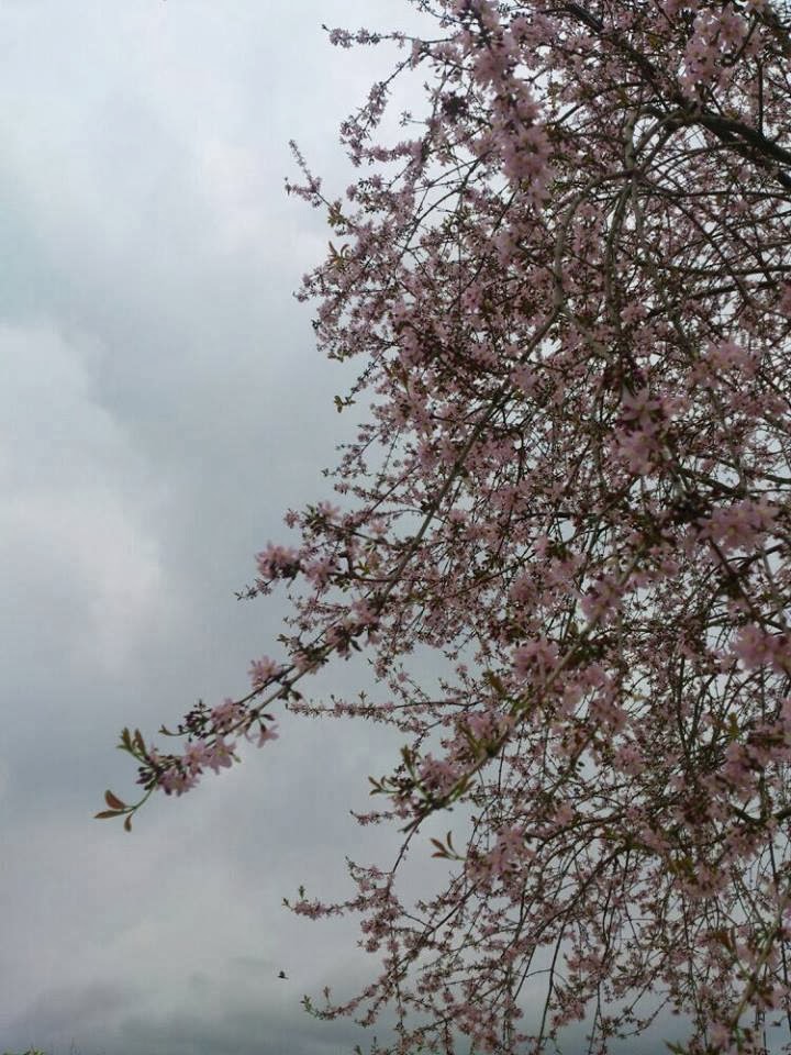 (GAMBAR) Keindahan Musim Bunga Sakura di Putrajaya, Musim Bunga Diluar ...