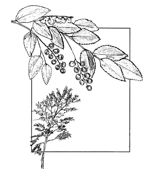 Capulín, la "cereza mexicana".