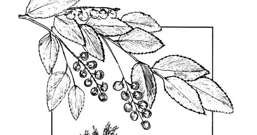 Capulín, la "cereza mexicana".