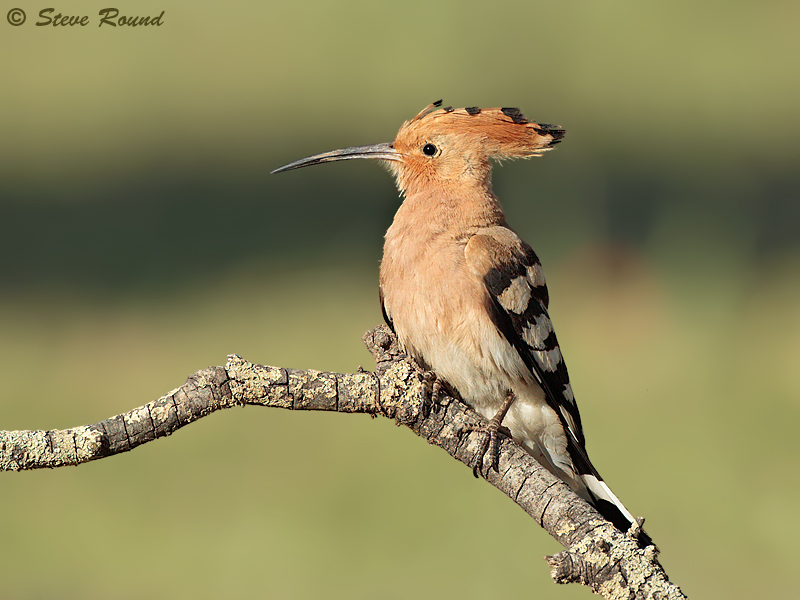 Steve Round Wildlife Photography: Hoopoes
