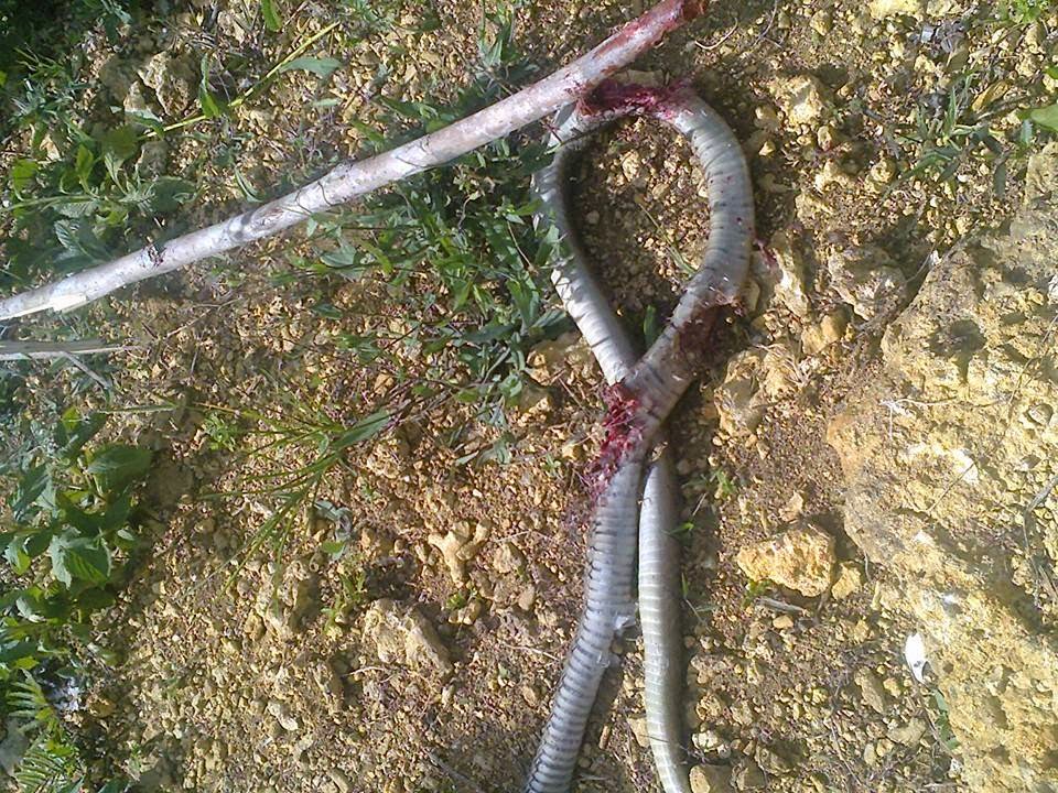 NEWS: KING COBRA ( Banakon) @ CATIGBI-AN, BOHOL , PHILIPPINES