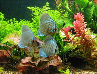 Discus | Fish Info and Photos | The Wildlife