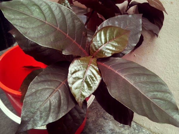 Keistimewaan Pokok Puding |MyRokan