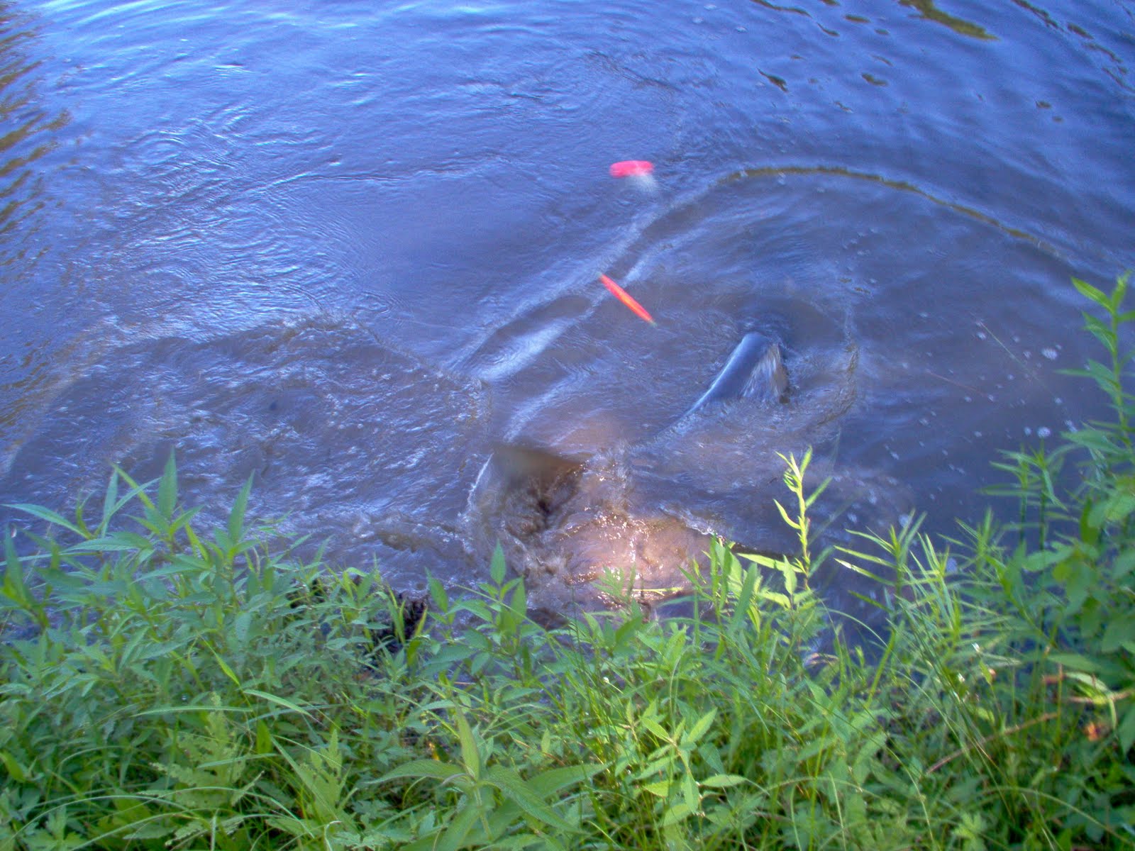 robfisherie: Huge Musky In PA Small Water