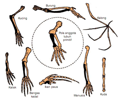Catatan prestasi Guru Biologi: Evolusi