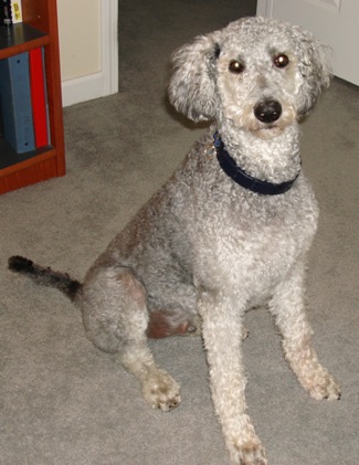 German Shepherd Standard Poodle Mix | Dog German Shepherds