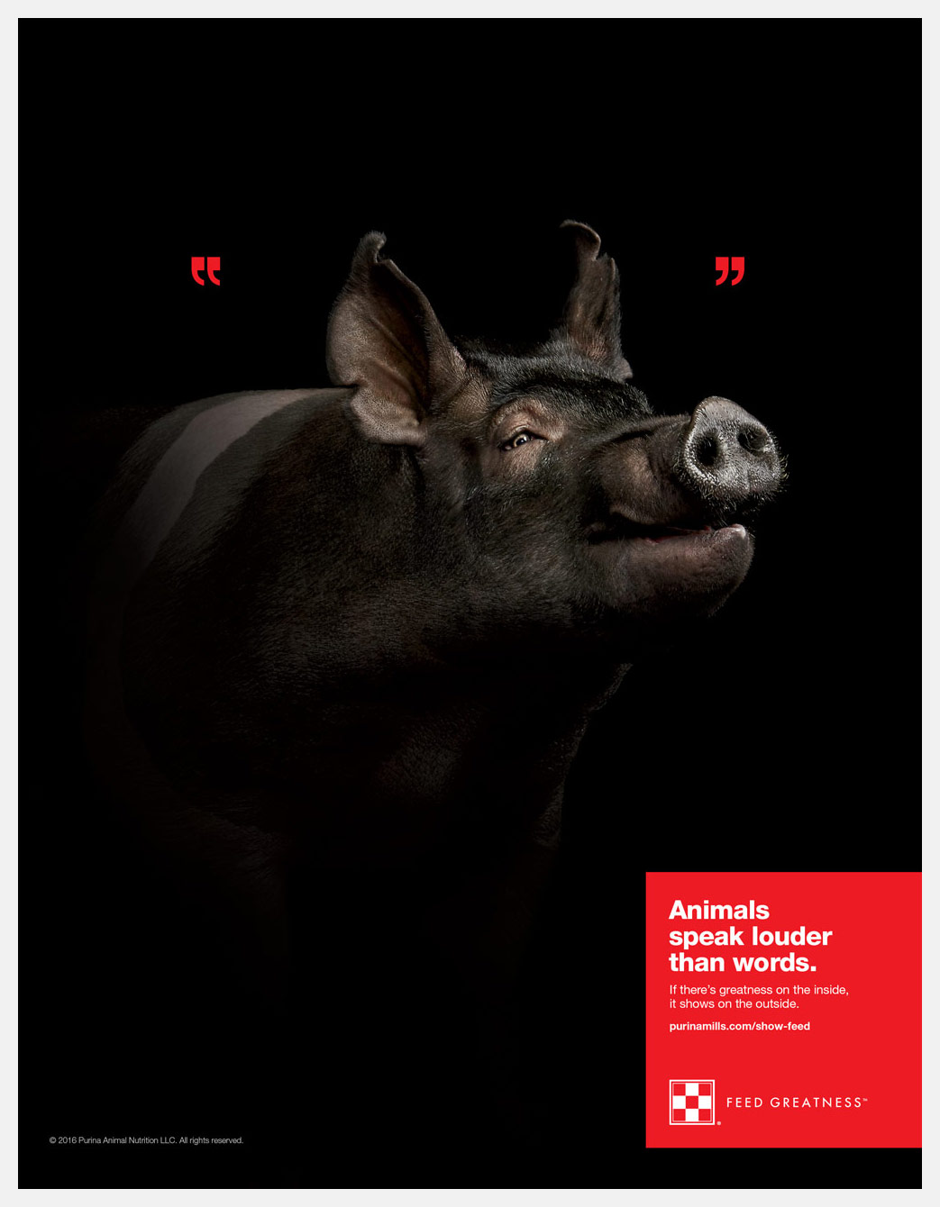 Portraits of Animals: On Set with Purina by Randal Ford - Photography ...