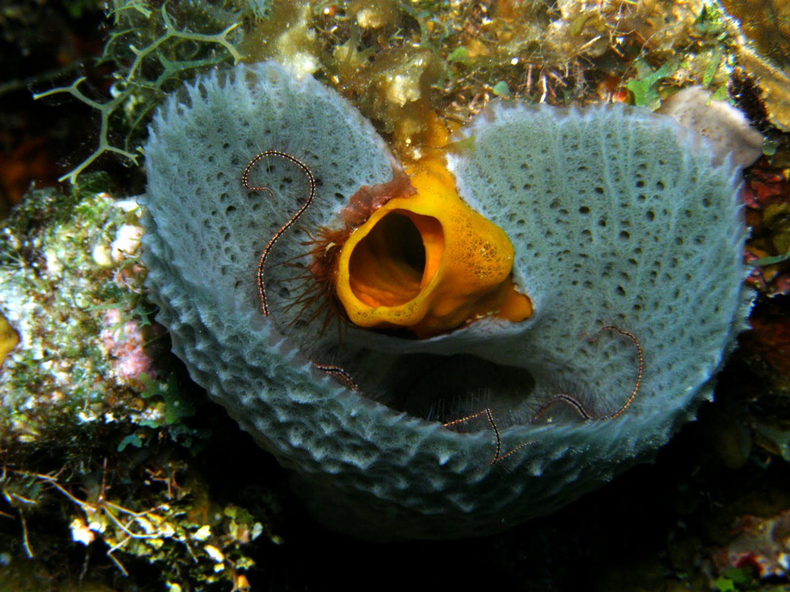 Iluminación Profunda: Niphates digitalis (3) Roatan, Honduras)