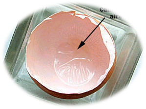 Proceso de Incubacion en Aves: PROCESO DE INCUBACIÓN EN AVES