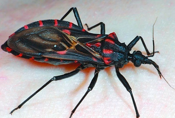 Animales Exoticos: Informacion de la Vinchuca