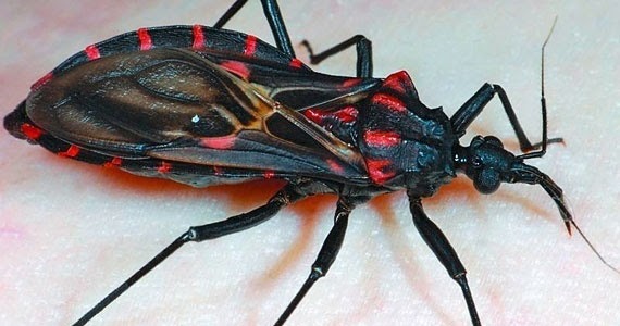 Animales Exoticos: Informacion de la Vinchuca