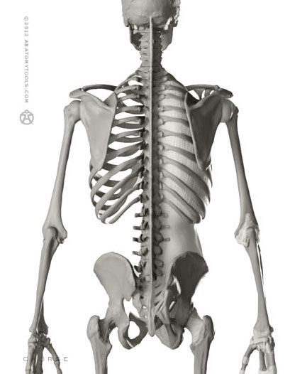 AnatomyTools.com: Announcing Brand New 12” Sculptures of the “Ideal Male”