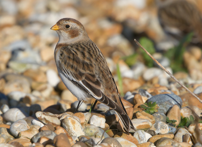 PLODDINGBIRDER: Ruddy Duck Culling