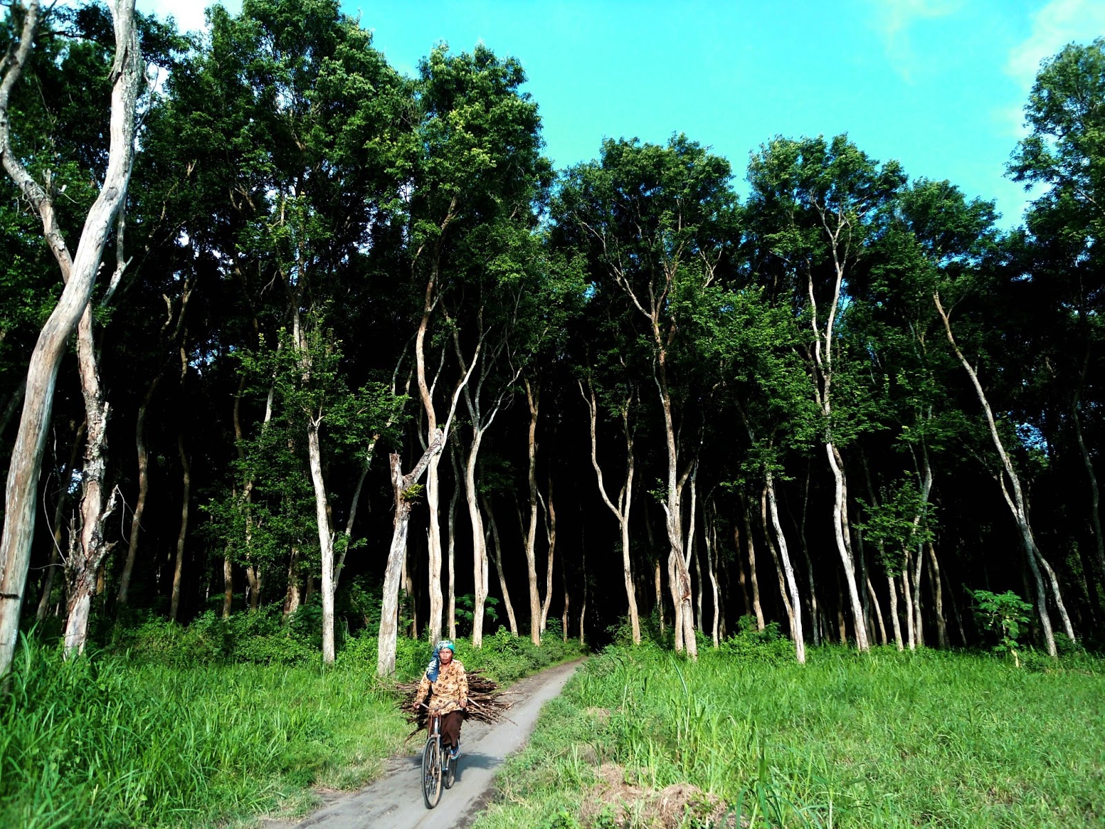 Hutan Jati Pasar Kemis - Perumperindo.co.id