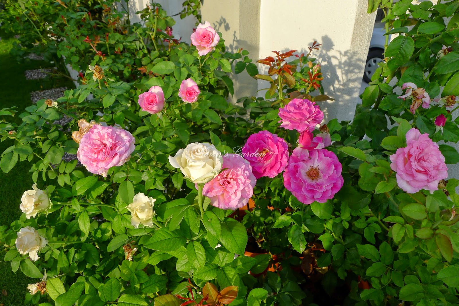 All About Norin's Garden: Asas penjagaan pokok bunga ros