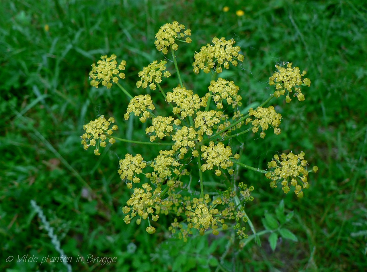 Wilde planten in Brugge: Pastinaak