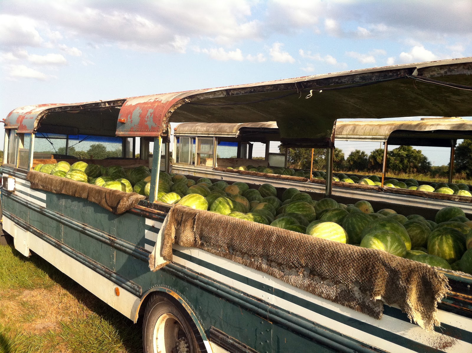 Jamie Wanders: Watermelon Crawl
