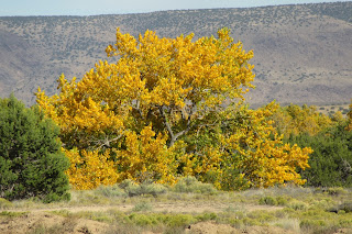 Reluctant Rebel: Taking A New Mexico Fall Foliage Tour