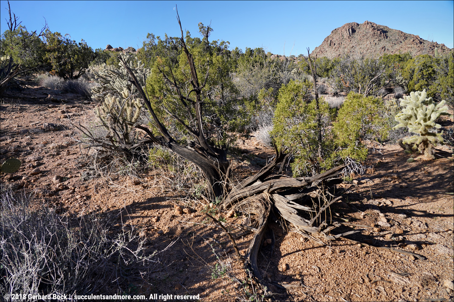 Off the grid in the Arizona desert: Jan Emming's Destination:Forever Ranch