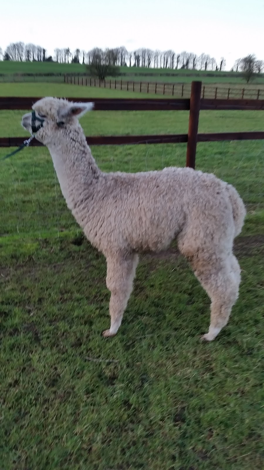 Alpaca For Sale: Pet Alpacas For Sale