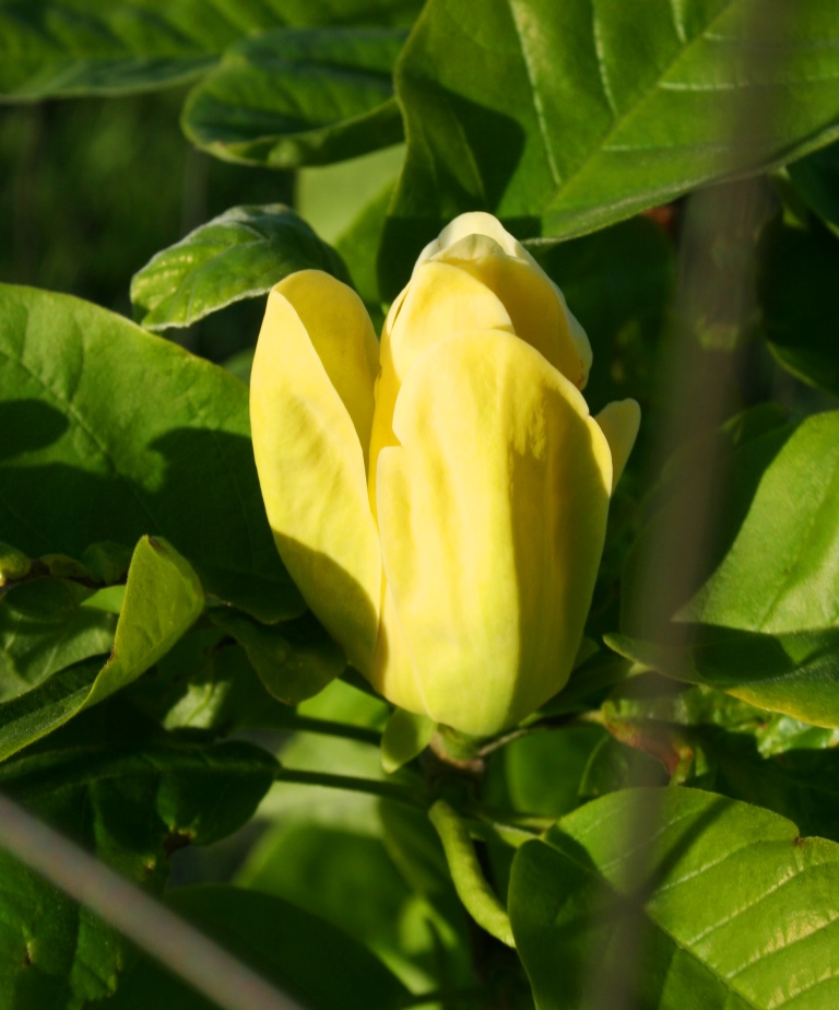 Garden Musings: Yellow Bird Lives