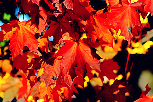 Sirope de Arce, el sabor de Canadá