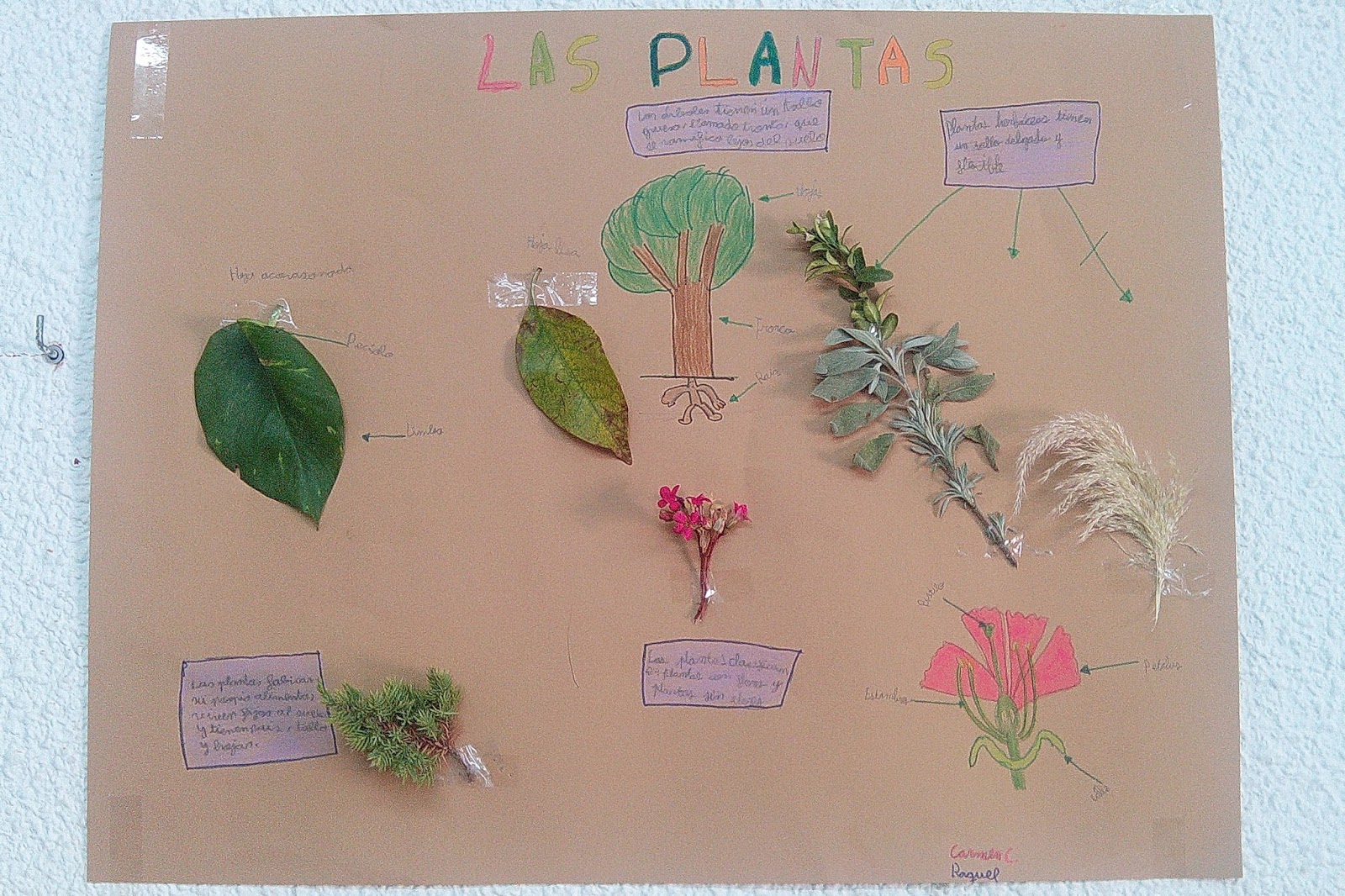 DEBERES Y RECREO CEIP "San Agustín" Casas Ibáñez (Albacete): TRABAJOS ...