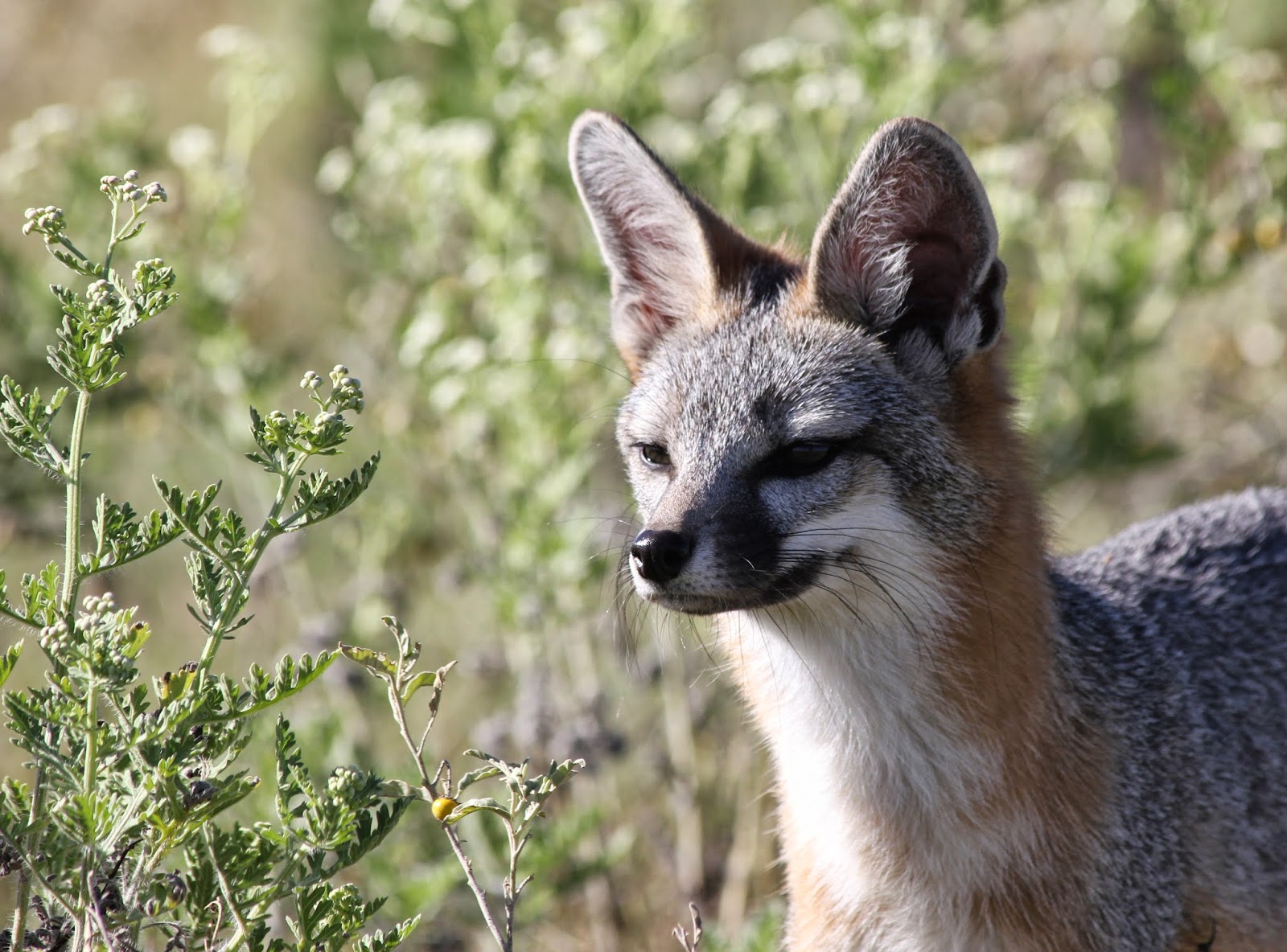 Big Bend - Texas Nature: fox-a-day #10
