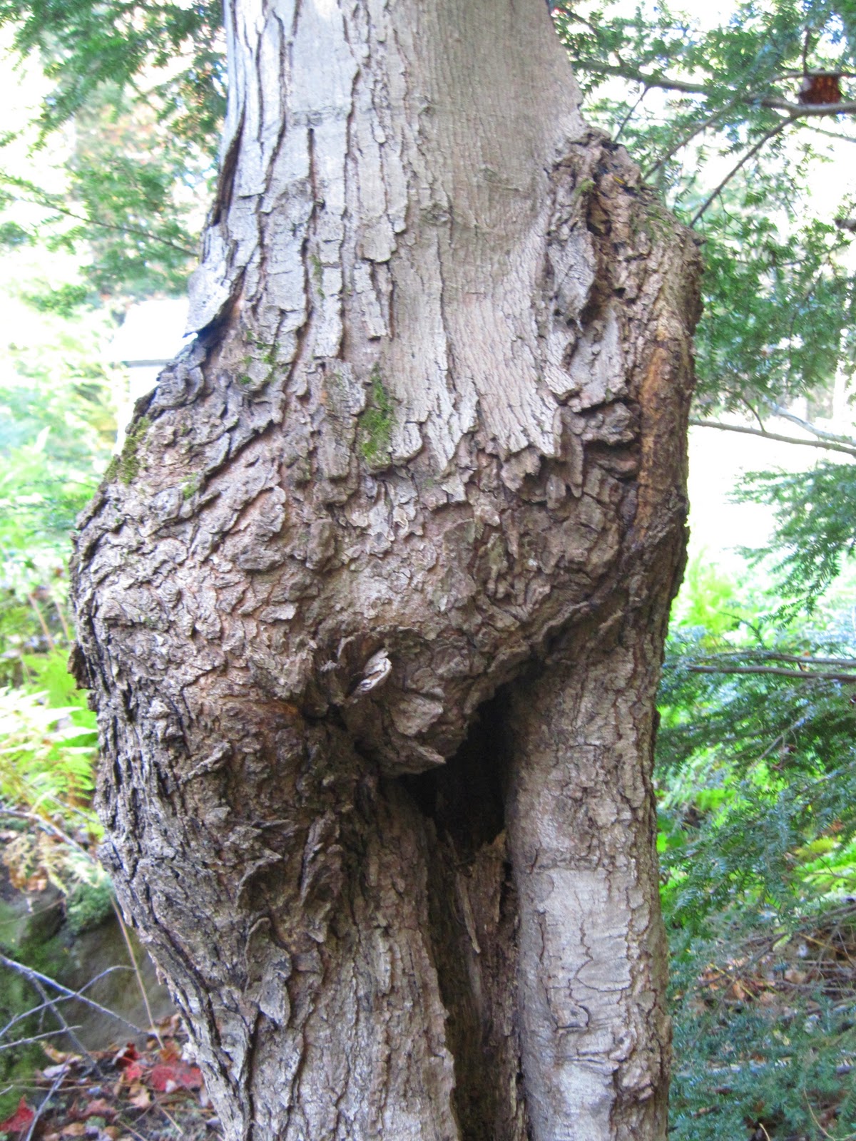 RavenWood Forest: The Grounding of a Dream