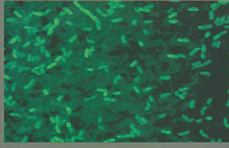 MIKROBIOLOGI LINGKUNGAN > AIR - BIOLOGI KEHIDUPAN