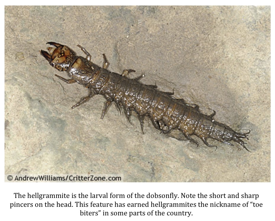 Texas Cryptid Hunter: Giant Insect Spotted in Texas Hill Country