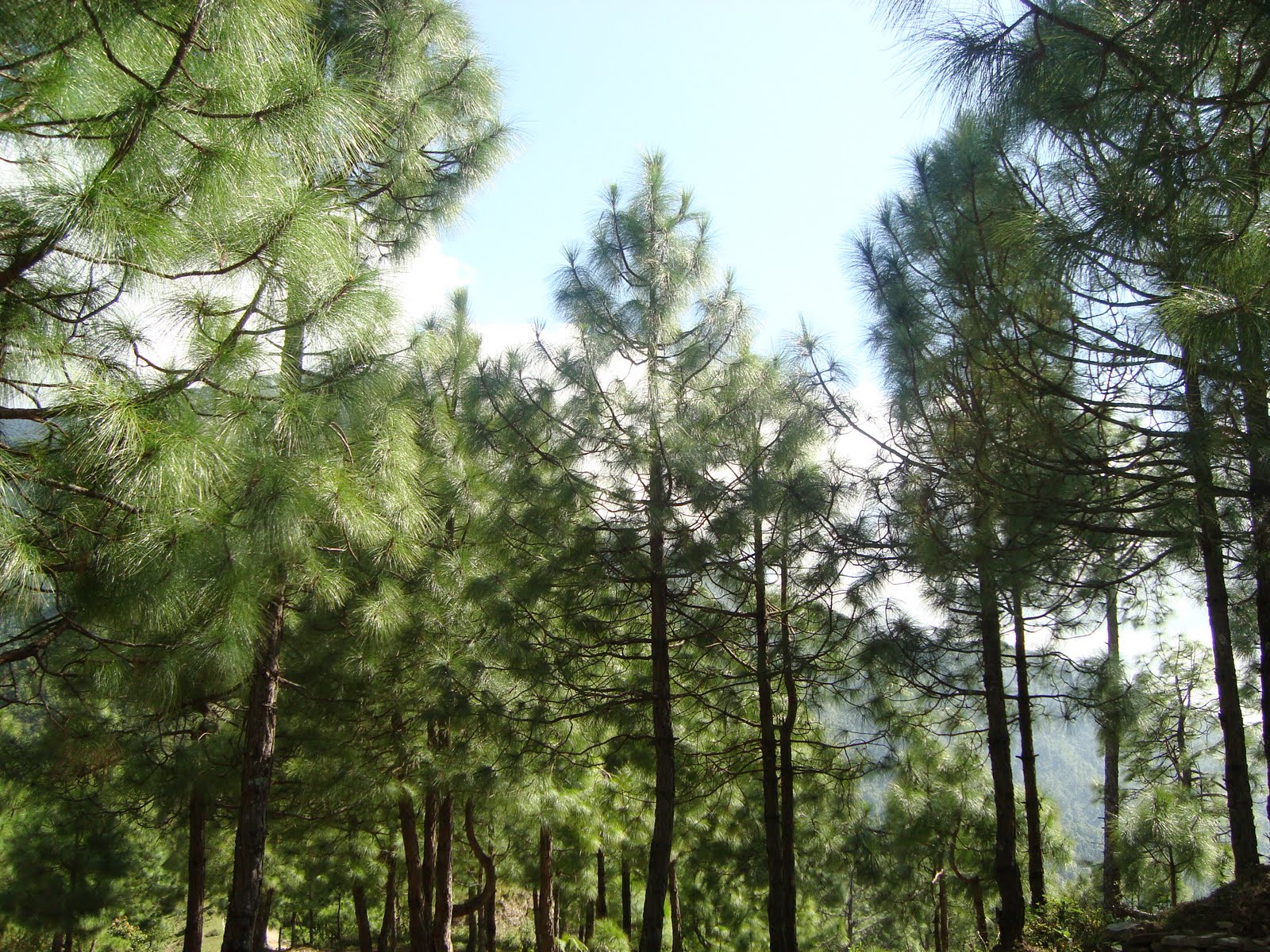 See My Nepal (Photo Blog): Resunga View, Resunga Forest of Gulmi ...