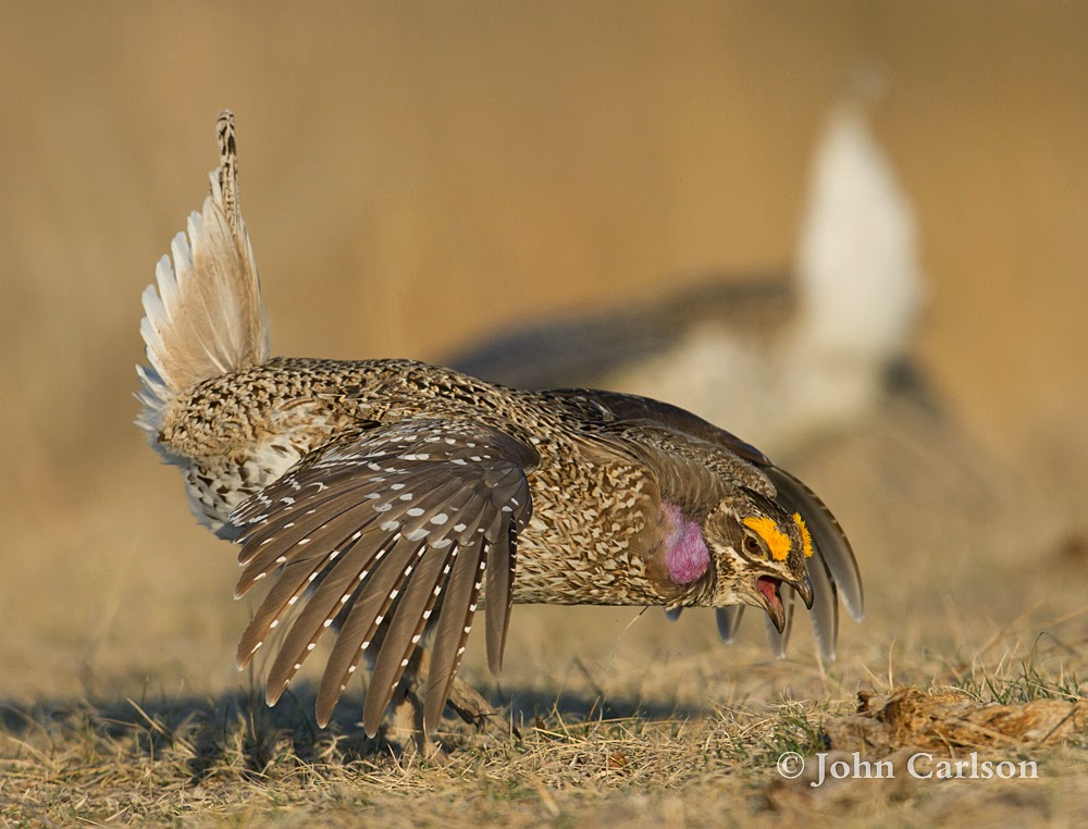 Prairie Ice: Monday Morning Meeting - Sharp-tailed Grouse