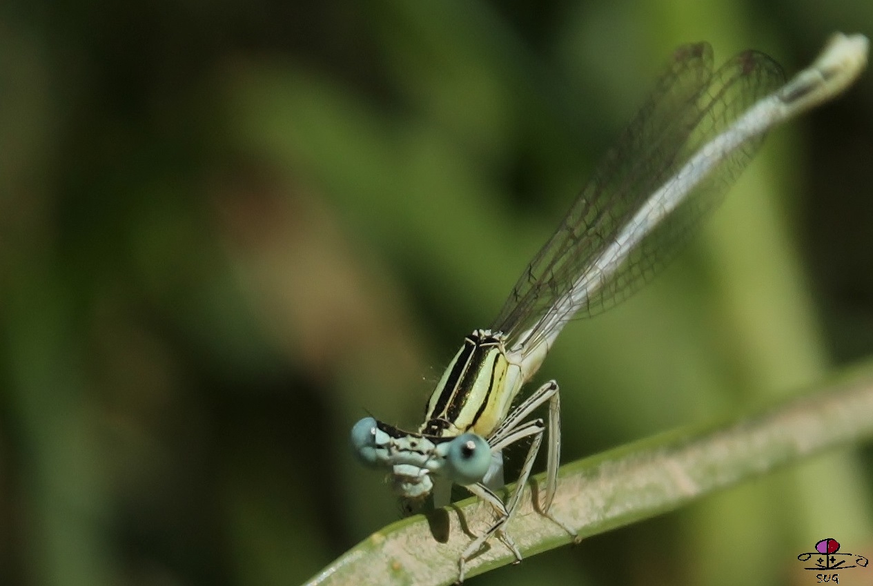 Fauna y flora de Peralta: Caballito del diablo. Familia de las cygopteras.